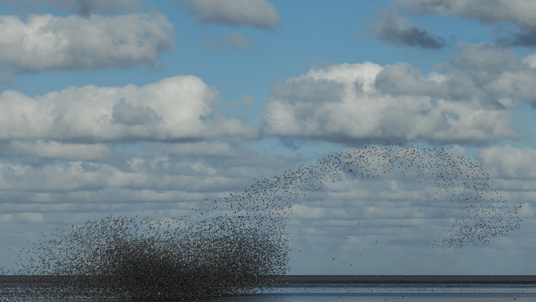 The science of bird flocking