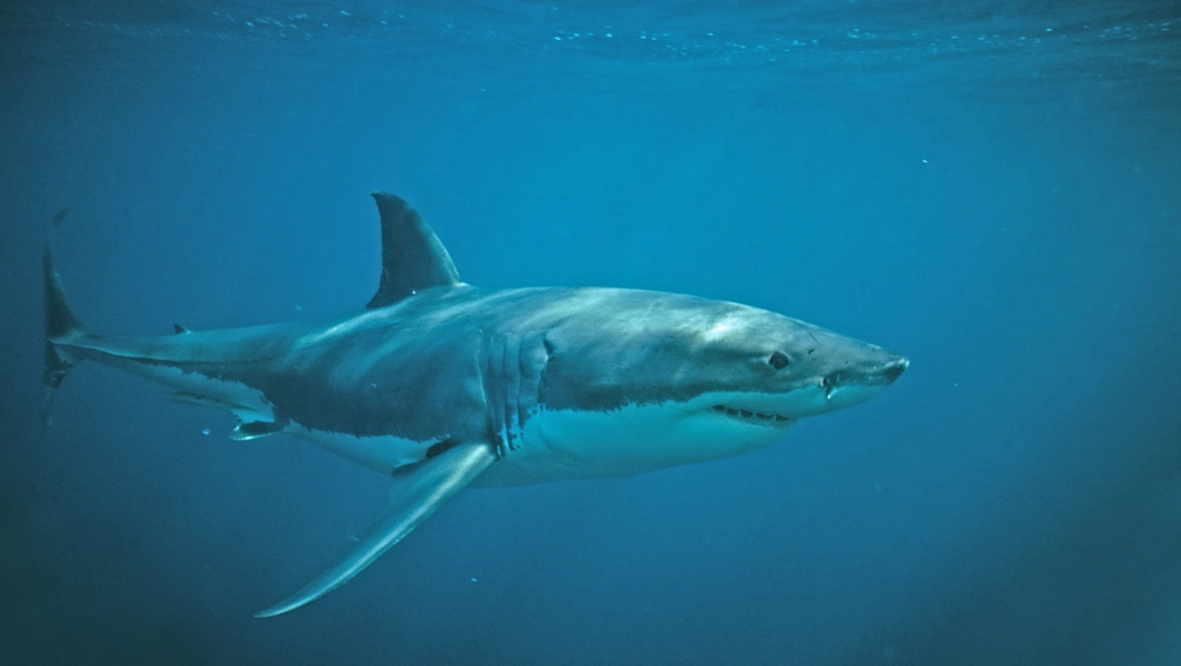 Divers capture first underwater footage of Mediterranean great white