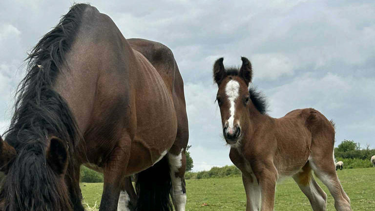 Second chance for 'severely underweight' horse