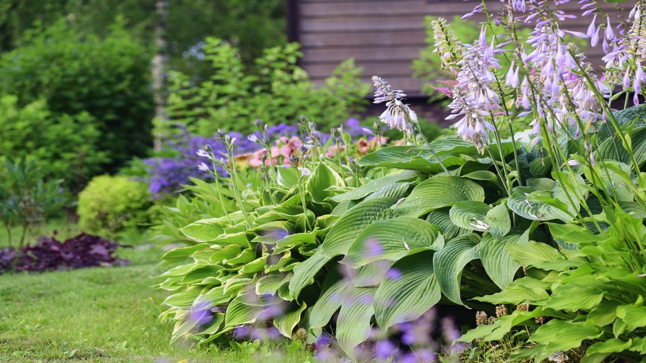 The June gap is real – 7 plants to stop gardens from looking sparse in ...