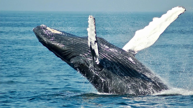 City Sightseeing launches Hermanus whale watching tours from Cape Town ...