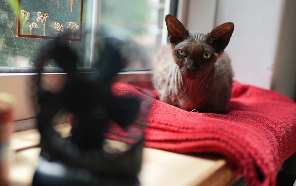Three viral pet clips show charm, comedy and connection