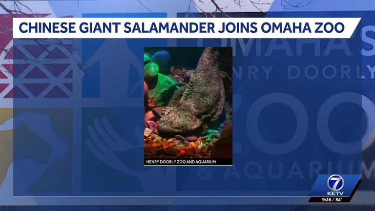 Omaha zoo announces return of endangered species after more than three ...