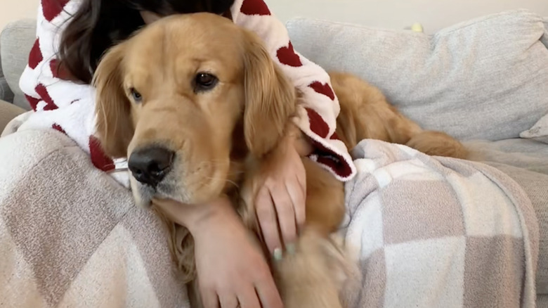 Golden retriever hopping right into bed to snuggle with mom will make ...