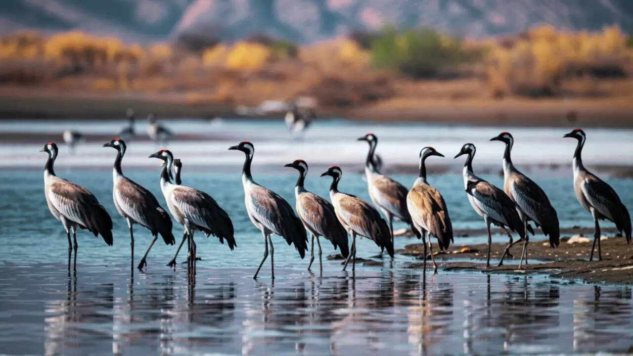 7 unbelievable bird migrations around the world that travellers need to ...