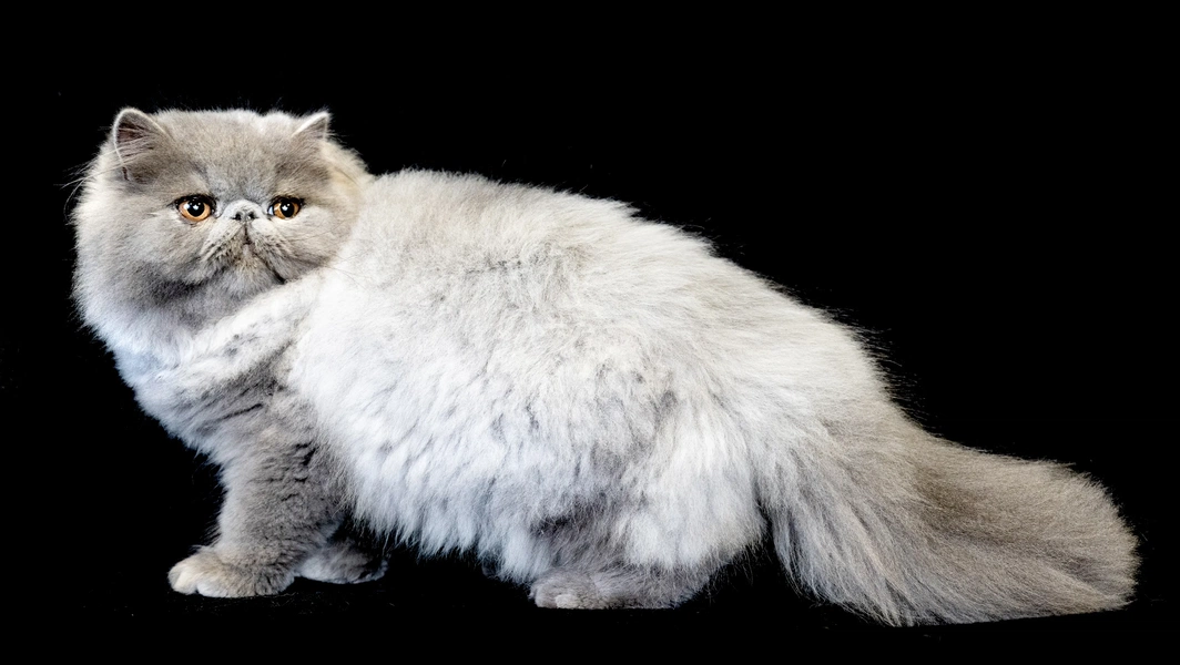 Persian cat love comes with daily care