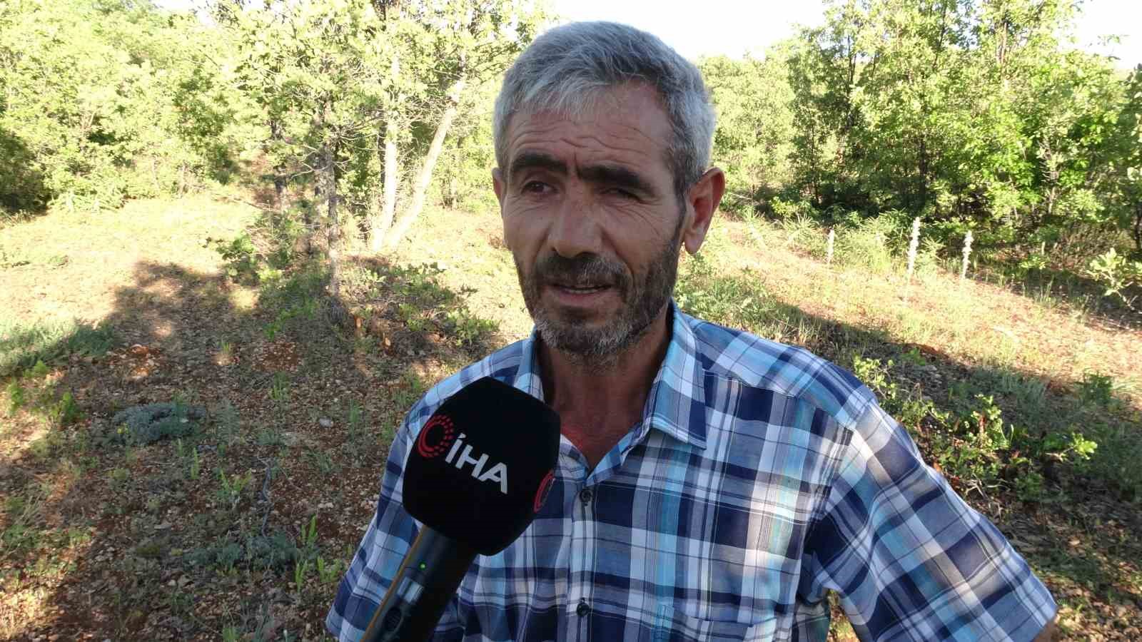 Dünyanın en korkusuz hayvanı bal porsuğunu tek darbeyle bayılttı