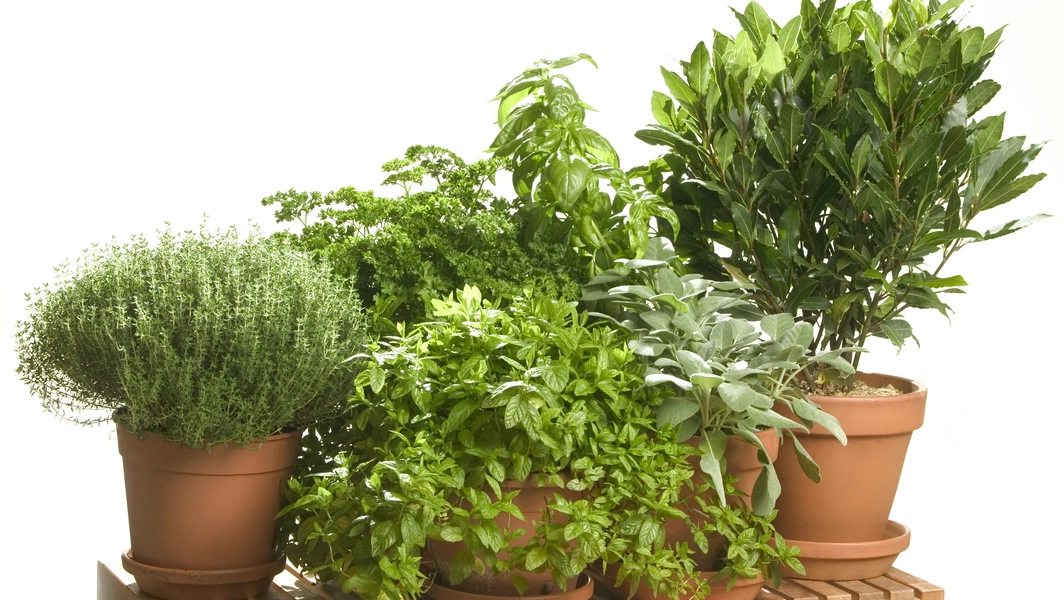 Essential tips for growing healthy herbs