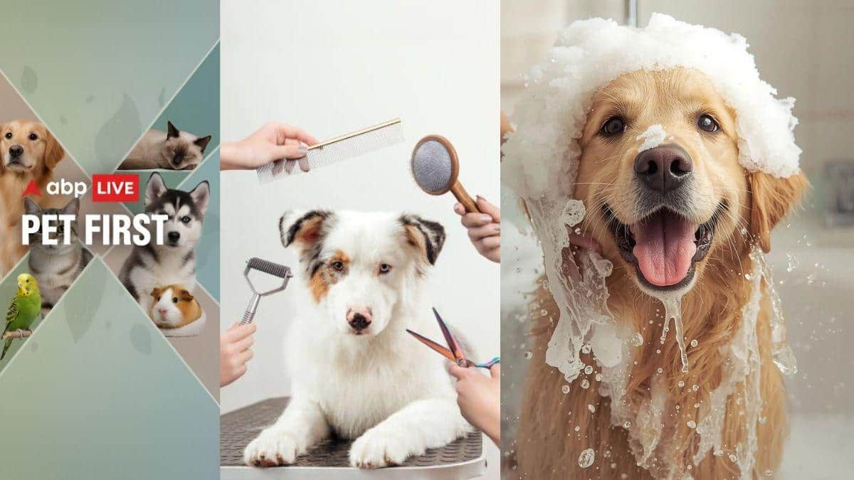 ABP Live Pet First | How to groom your dog at home; 5 tips to keep your ...