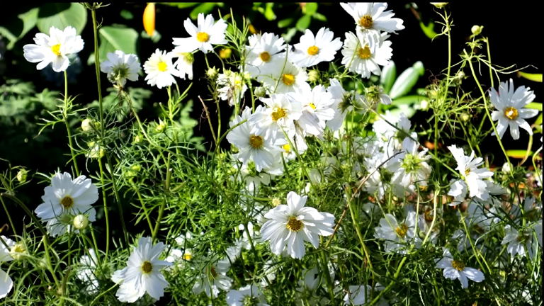 Cosmos the easy annual that rewards you with masses of flowers