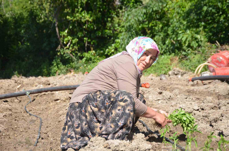 162 yıldır aynı ata tohumu ile ekiyorlar