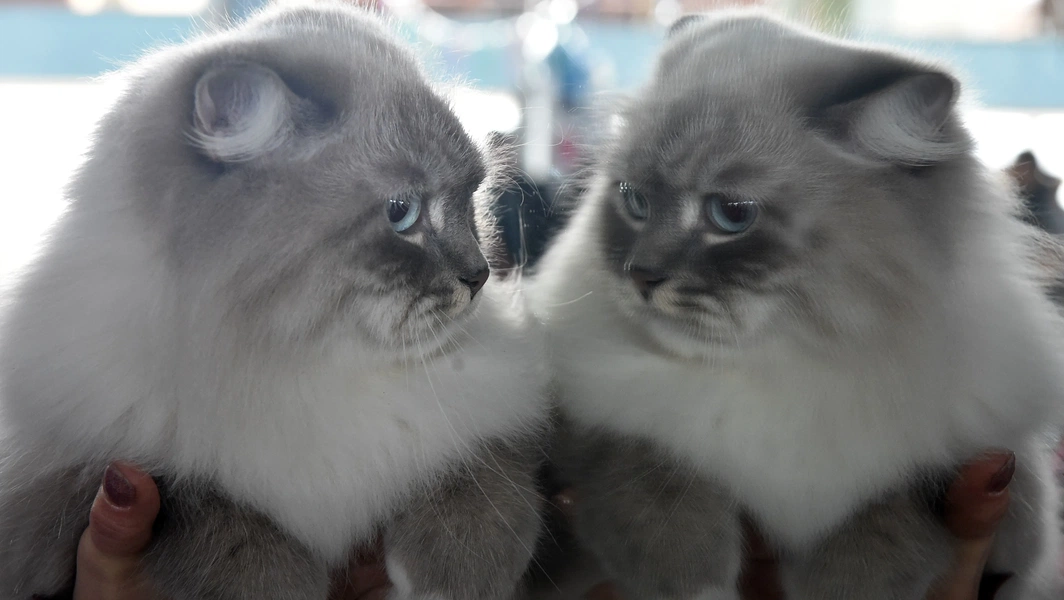 Siberian cats thriving in winter snow