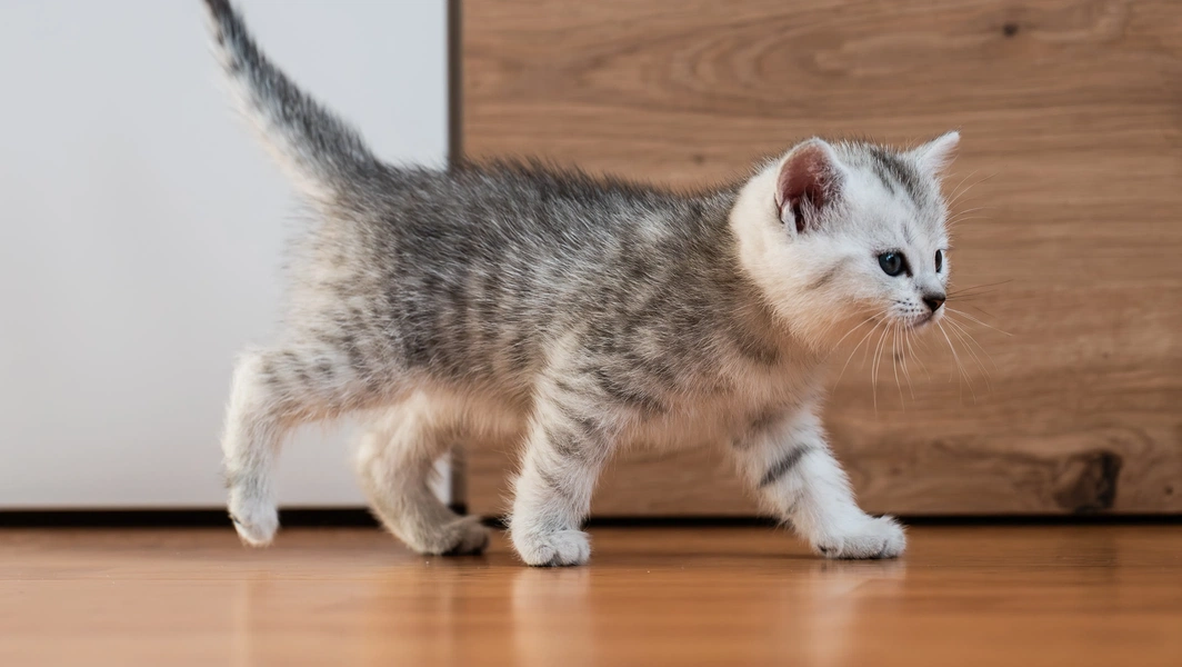 Understanding your cat’s inner hunter instincts