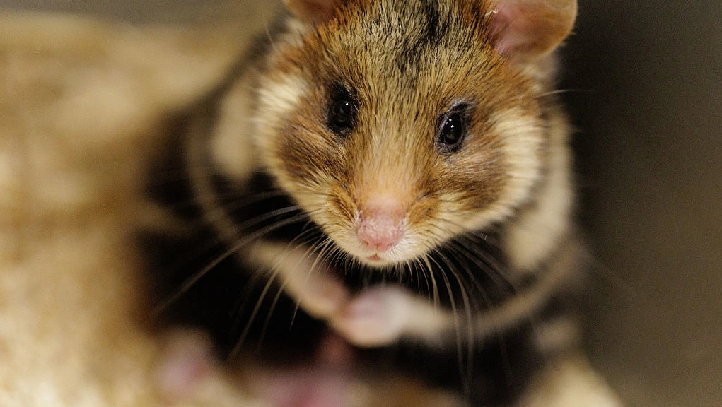 Hamster care tips every pet parent needs