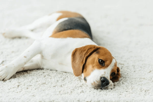 What a quiet dog really means at home