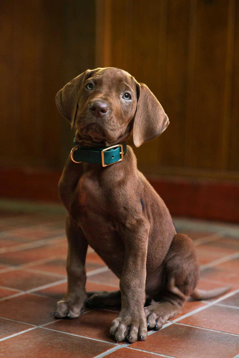 Netflix’s Scooby-Doo reboot officially abandons a 24-year tradition ...