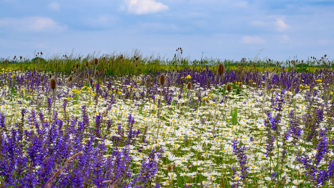 Bring your garden to life with native plants
