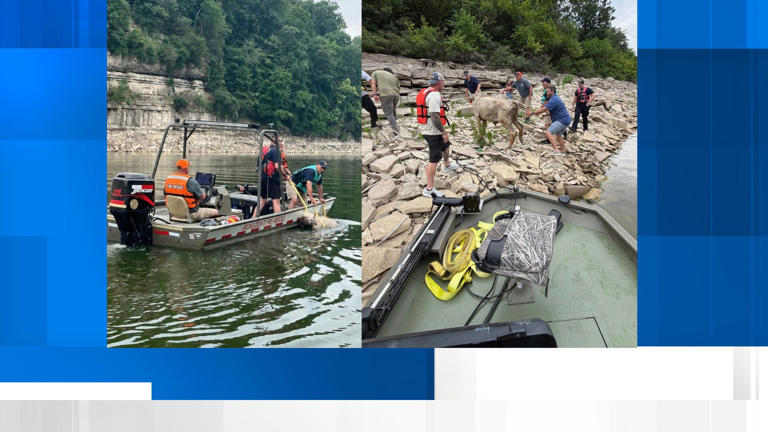 Boyle County Fire Department rescues cow from local lake
