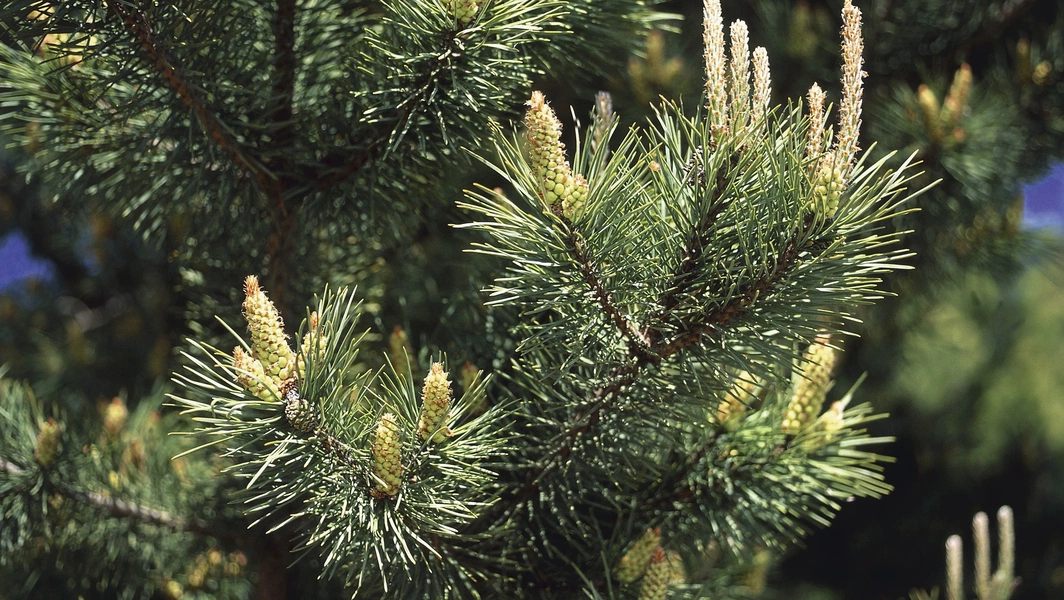 Ice Age cave explorers used pine twig torches, study finds