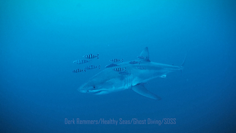 You're more likely to win the lotto: Divers' astonishing shark encounter