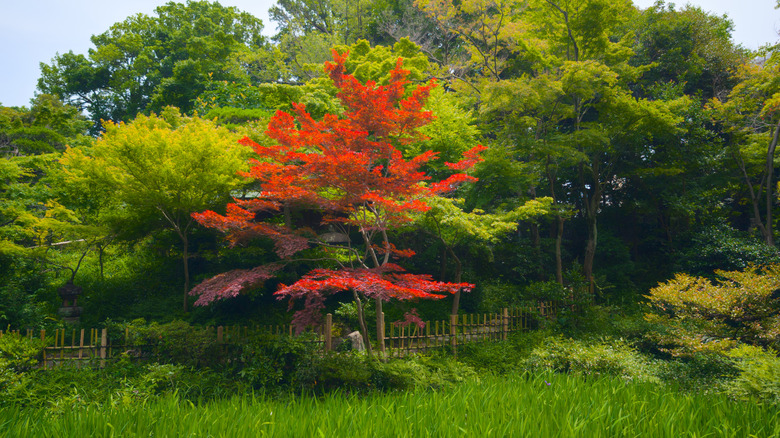 How to turn an ordinary Japanese maple into a stunning statement piece
