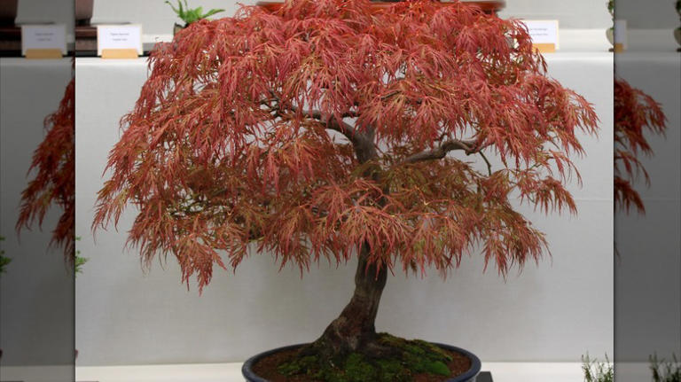 How to turn an ordinary Japanese maple into a stunning statement piece