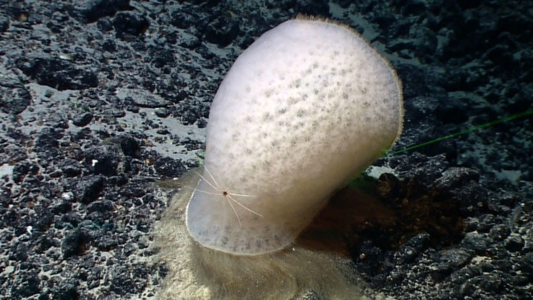 7 astonishing deep-sea species discoveries