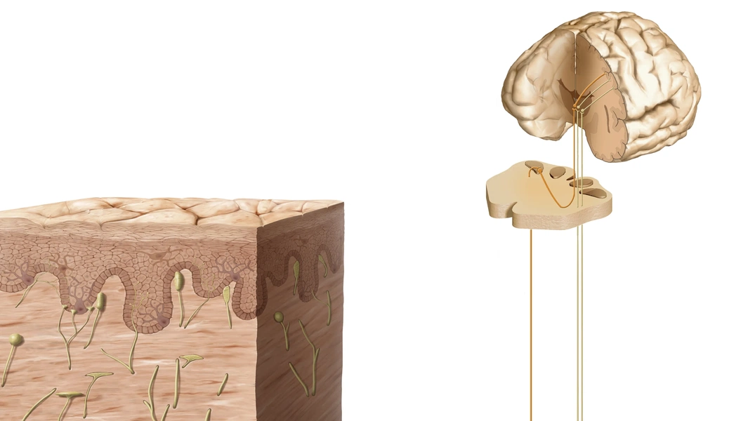 The real link between skin and mind