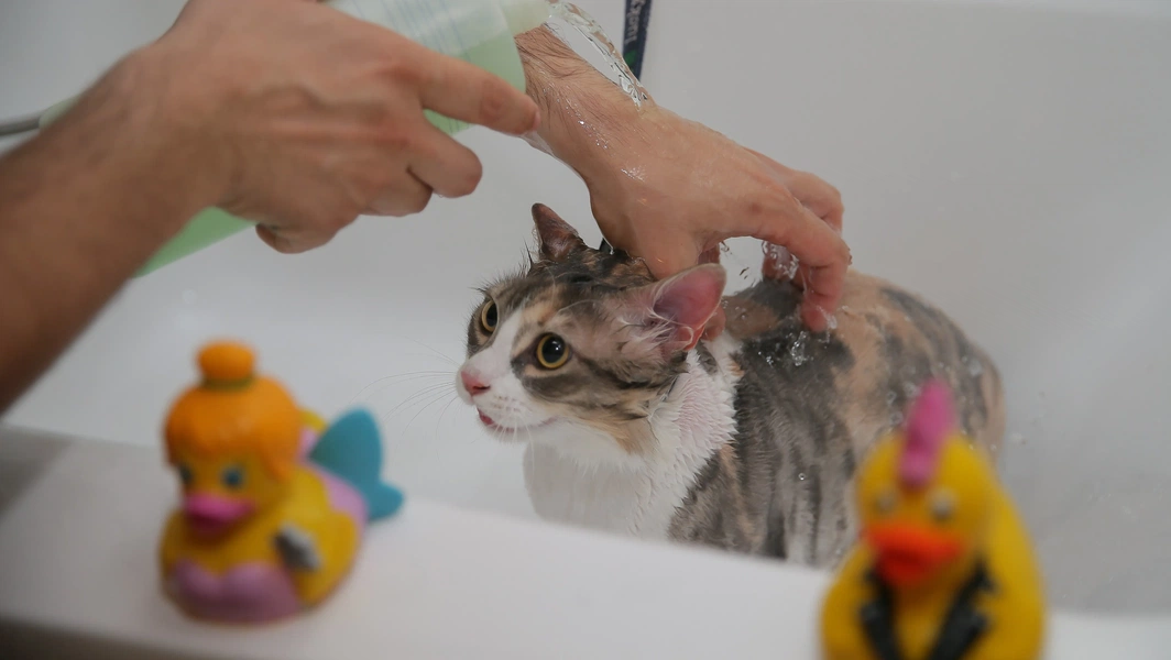 How to safely bathe your cat
