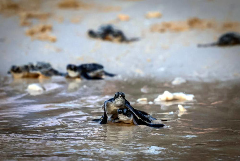 Over 757,000 baby turtles released in Terengganu as conservation ...