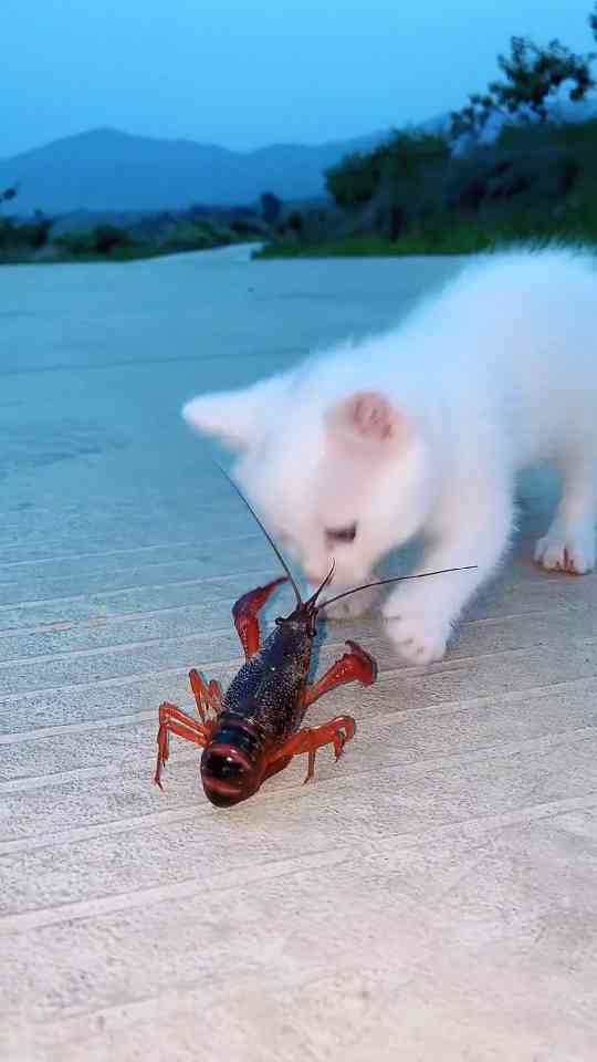 Cat vs crawfish, the standoff begins
