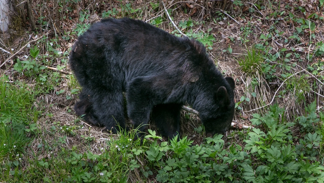 10 states with surprising black bear numbers