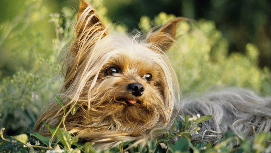 Yorkie care tips every loving owner needs