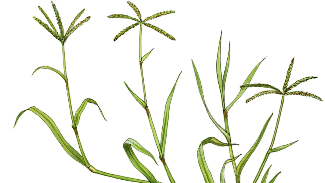 10 weeds that invite destructive garden pests