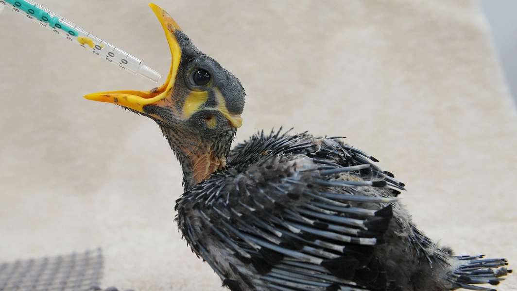 How to feed birds without harming them