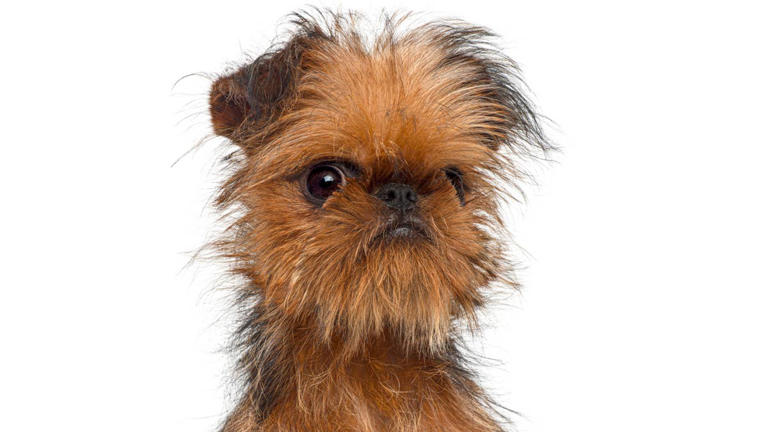 Tiny Brussels griffon who looks like a Labubu winds up like a toy