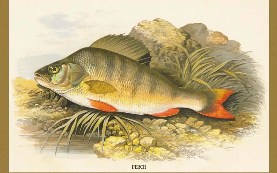 Rare fish rediscovered in Perth Hills after decades