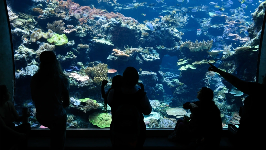 Inside the making and legacy of Finding Nemo