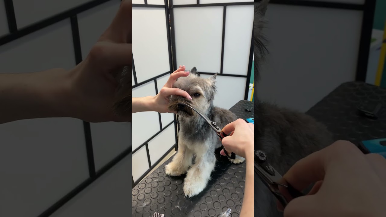 Shaggy dog makeover: Full grooming transformation for a Yorkie mix!