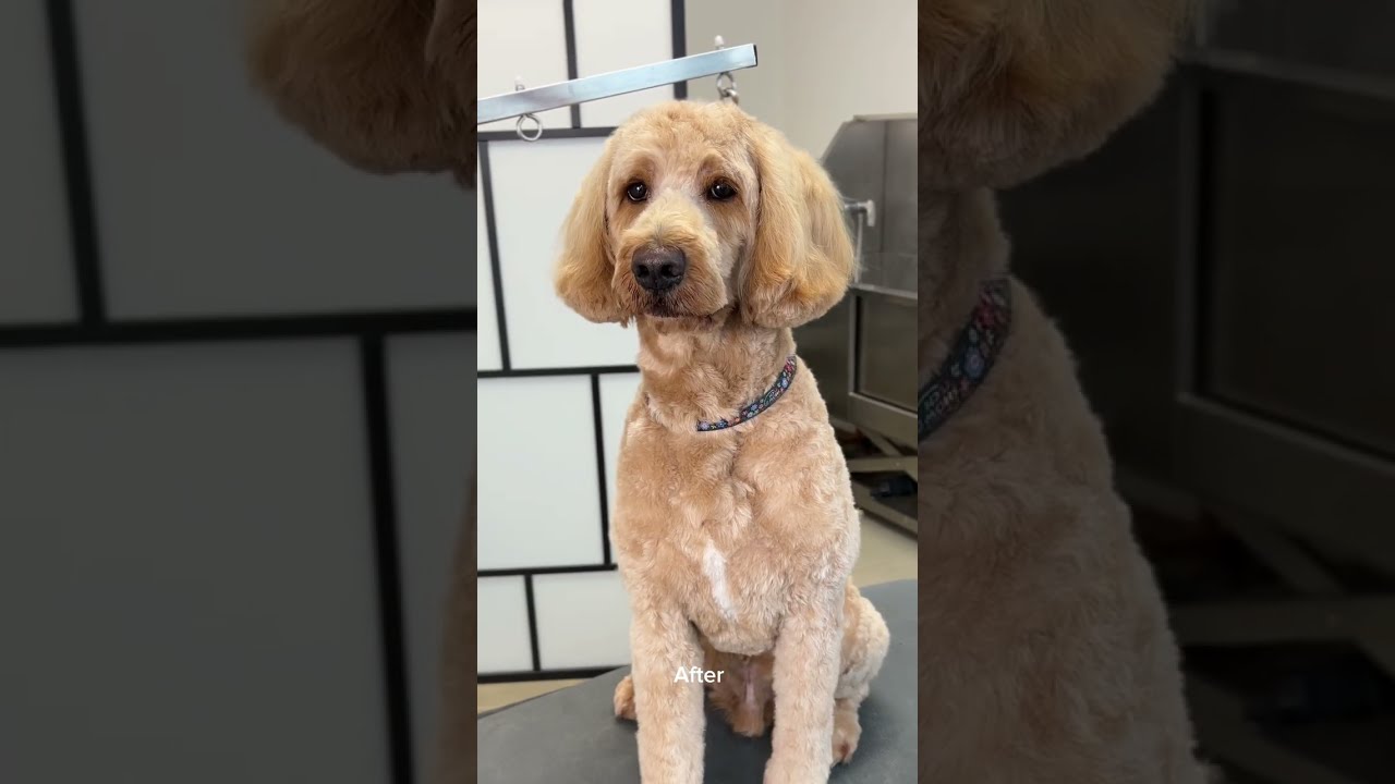 Goldendoodle grooming transformation: From fluffy to fresh with ...