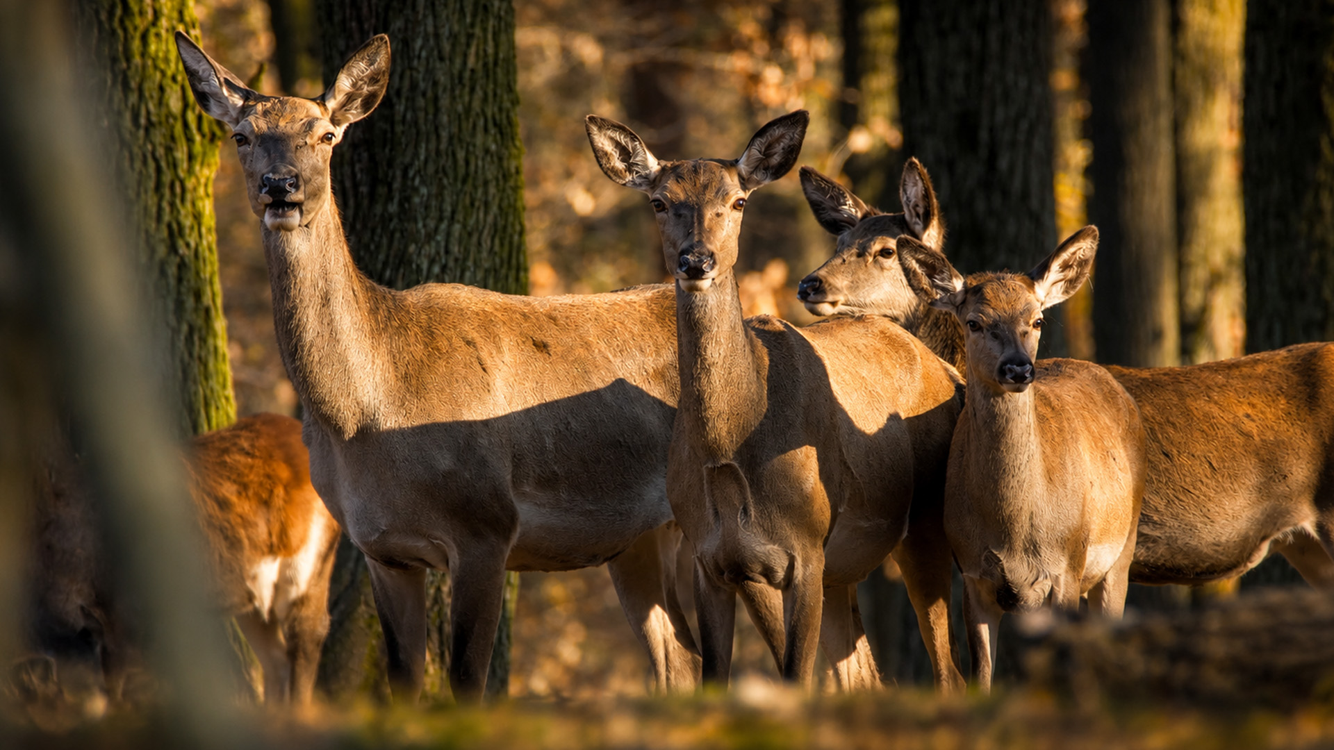 Hidden camera records a group of deer passing through the woods