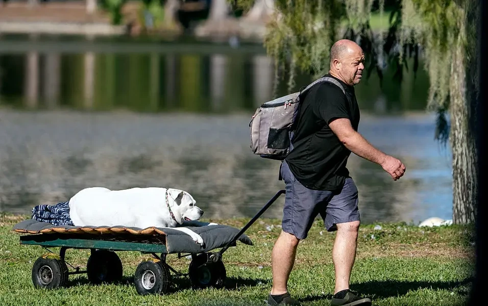 Making life easier for your senior dog