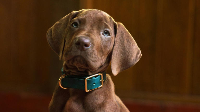 Scooby-Doo & Shaggy reunite in Netflix's first teaser trailer for ...