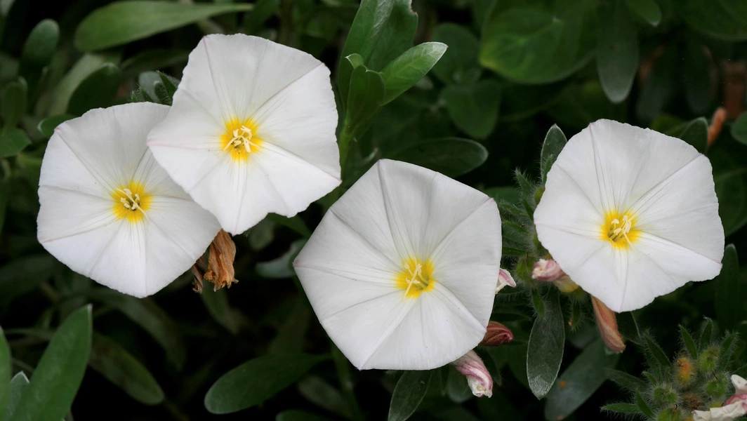 10 weeds that invite destructive garden pests