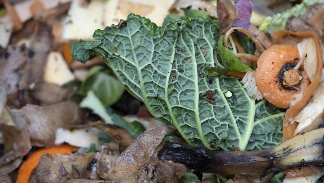 How to regrow vegetables from kitchen scraps