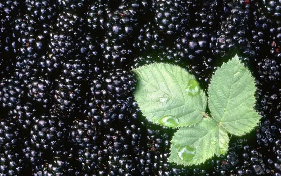 Study finds most people miss flavanol target despite 'five-a-day' diet