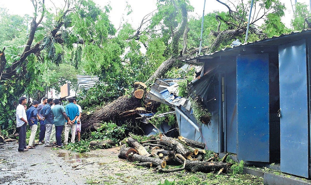 Uprooted tree wrecks nine shops as heavy rain, wind batter Fort Kochi