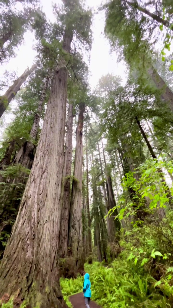 Discover the world’s tallest trees in California