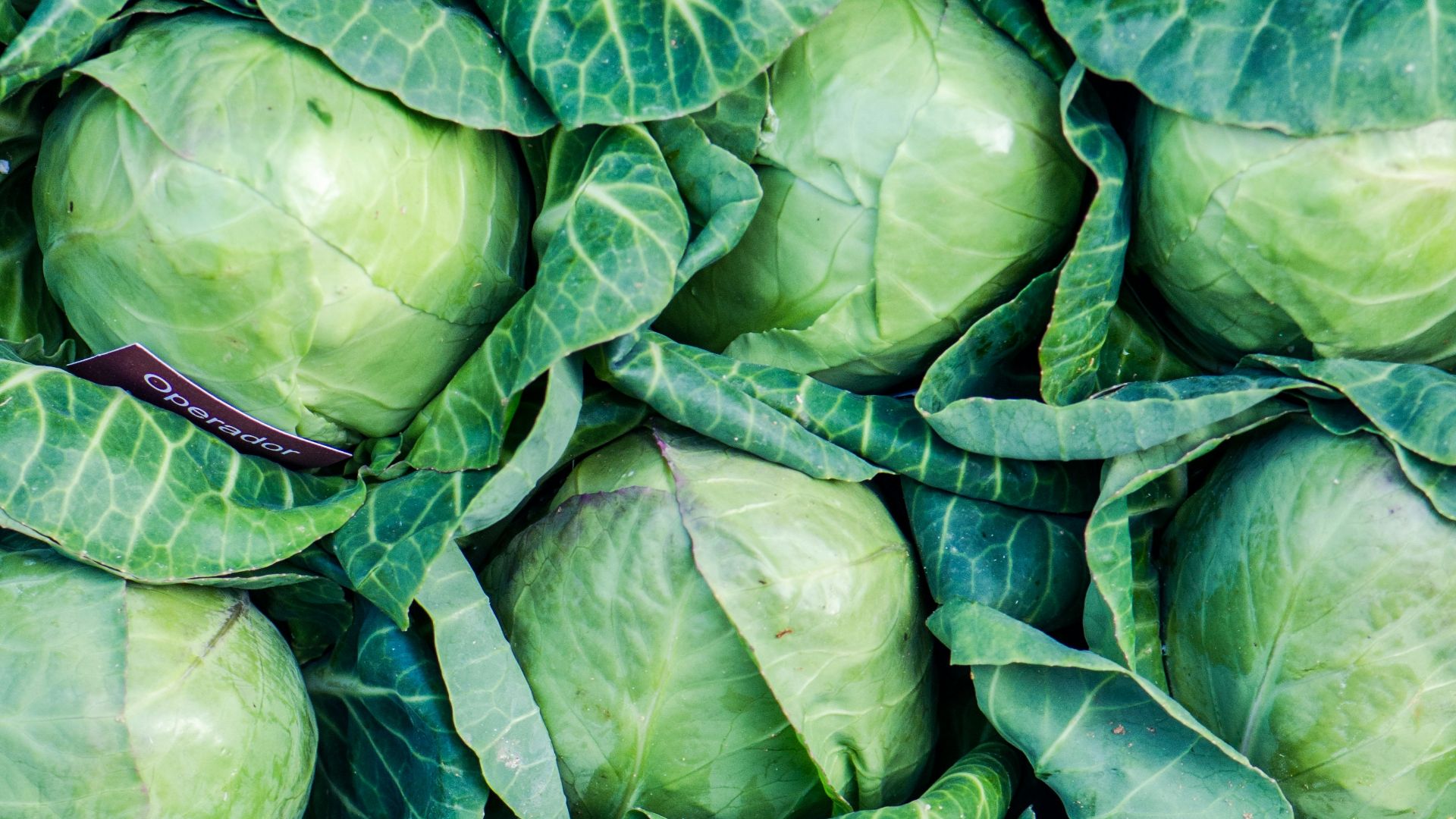 20 foods that make a house smell like trouble