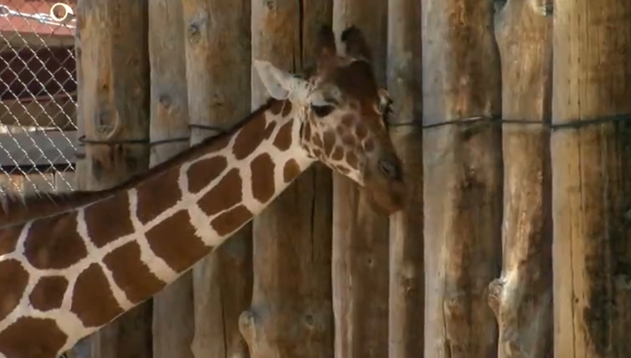 ABQ BioPark expanding giraffe habitat as part of 3-phase project